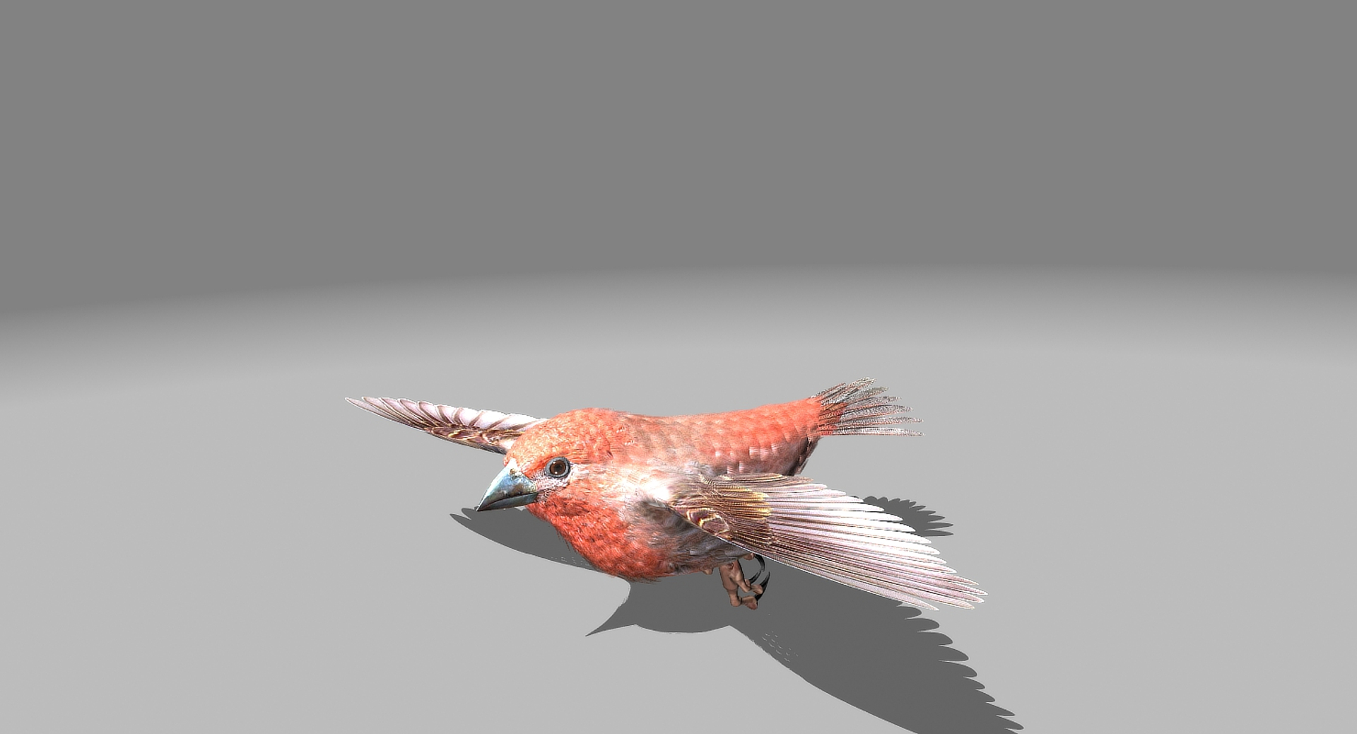 3d house finch model