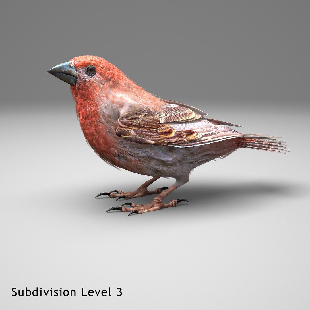 3d House Finch Model
