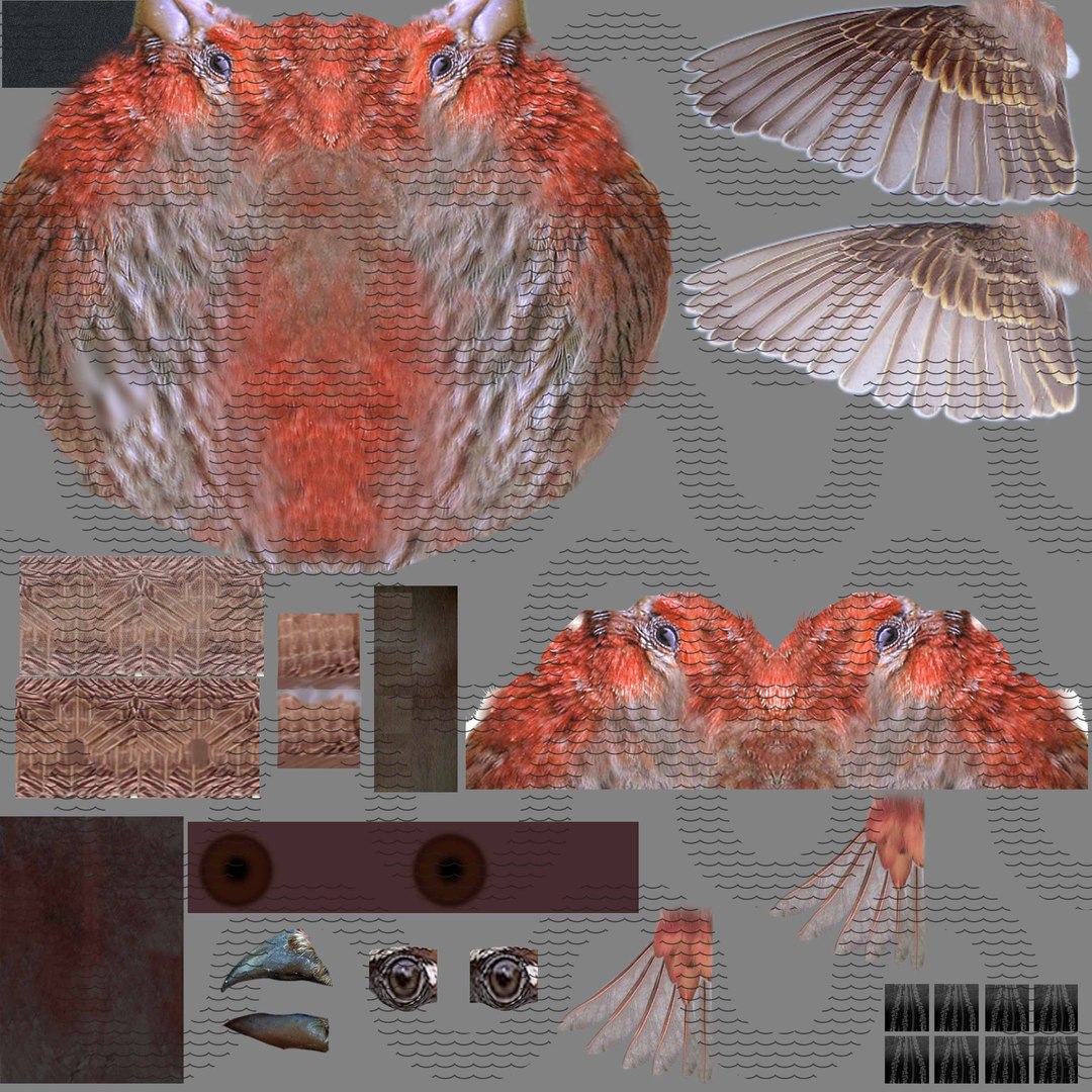 3d House Finch Model