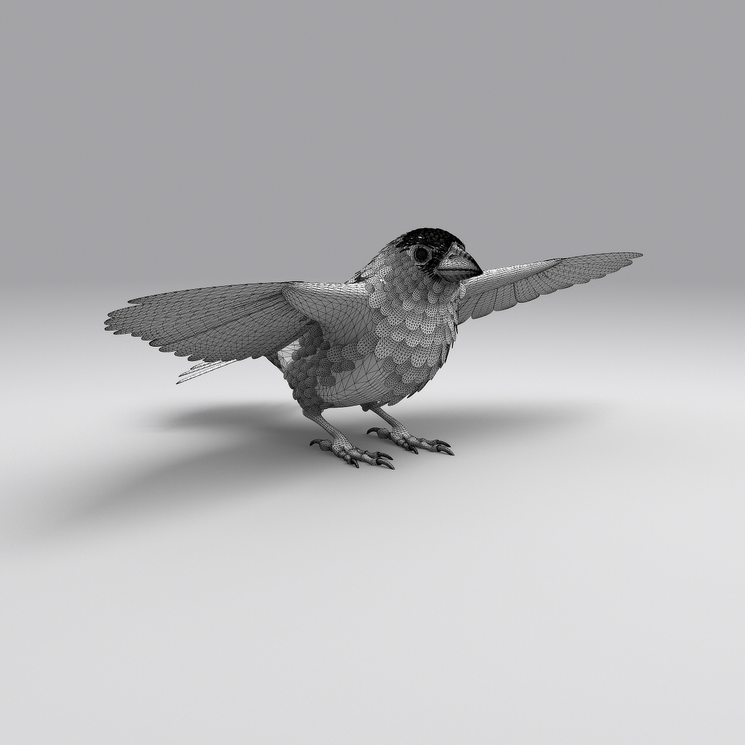 3d house finch model