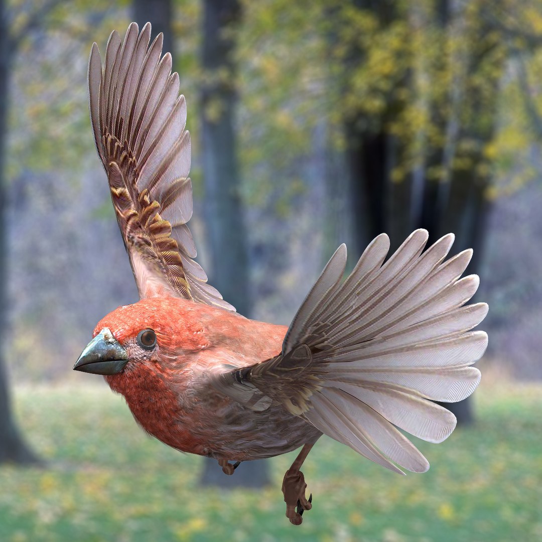 3d house finch model