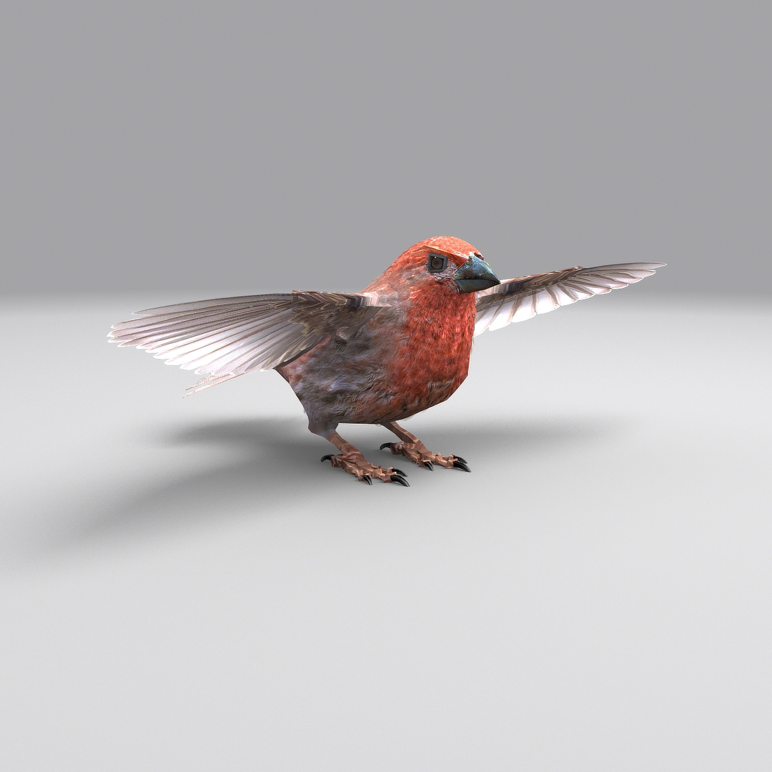 3d house finch model