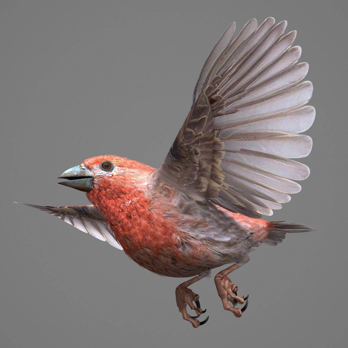 3d house finch model