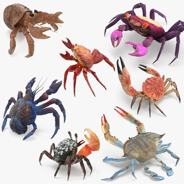 Blue Crab 3D Models for Download | TurboSquid