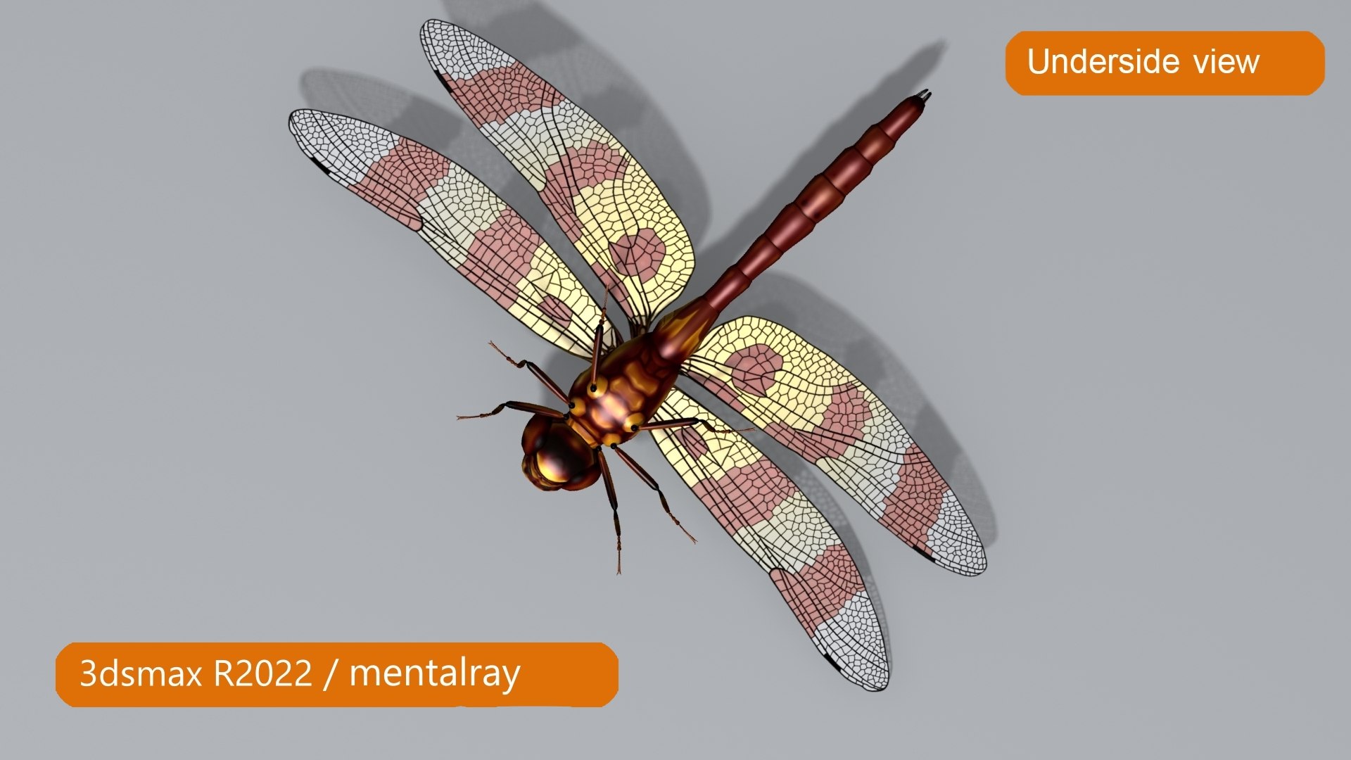 Dragonfly 3D Model - TurboSquid 2210420