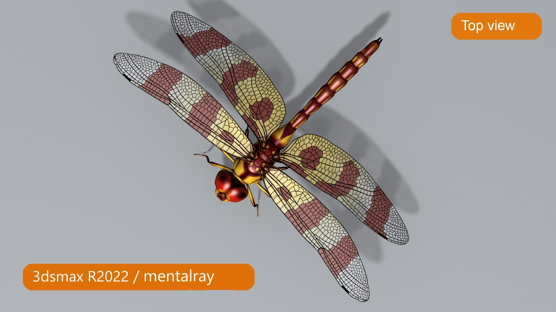 Dragonfly 3D Model - TurboSquid 2210420
