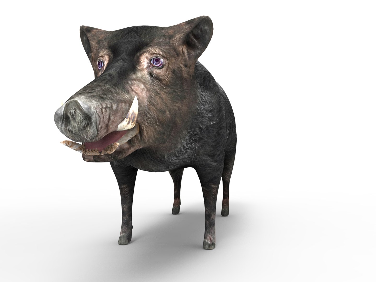 3D Wild Boar Rigged Animation - TurboSquid 1253122