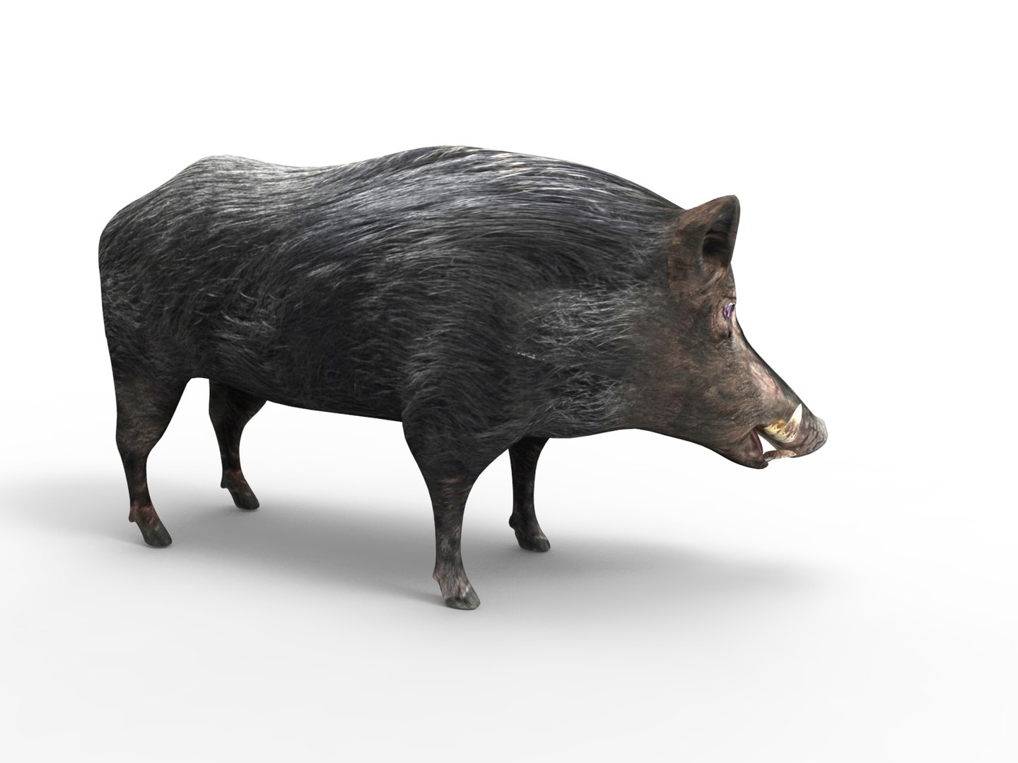 3D Wild Boar Rigged Animation - TurboSquid 1253122