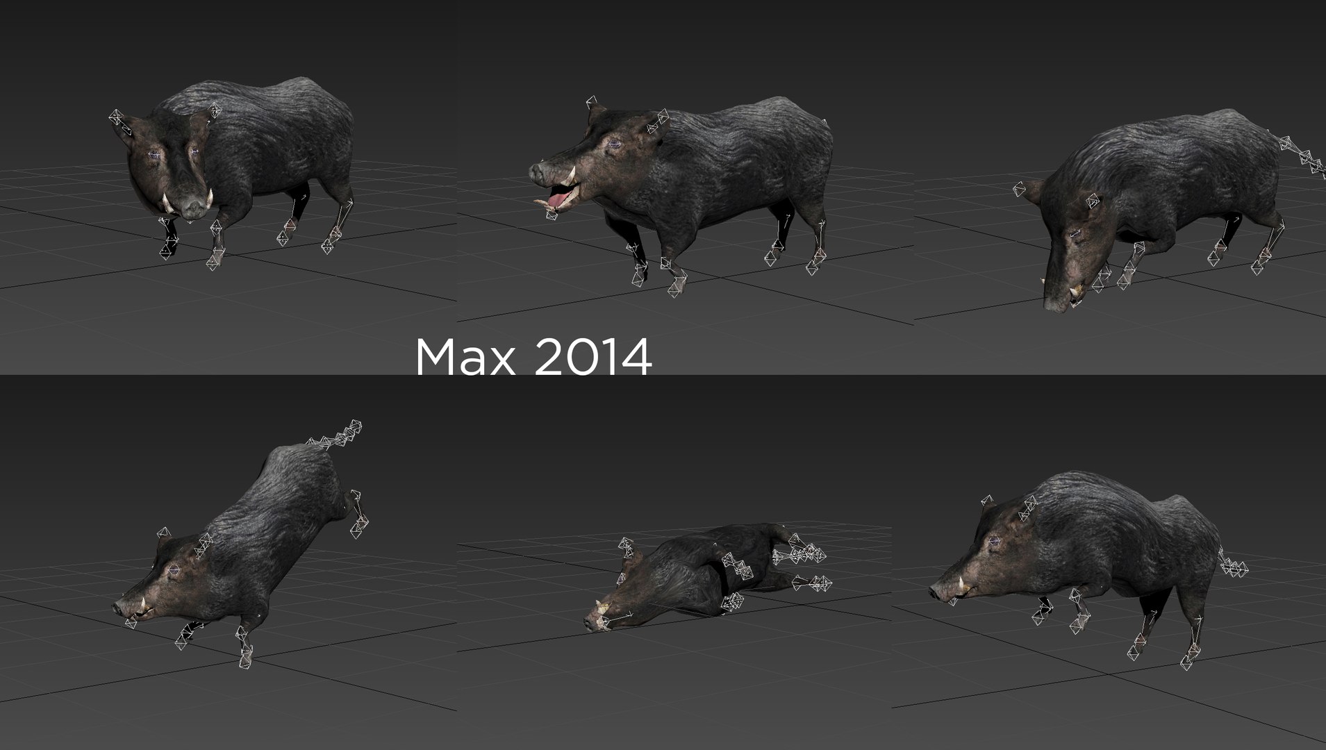 3D Wild Boar Rigged Animation - TurboSquid 1253122
