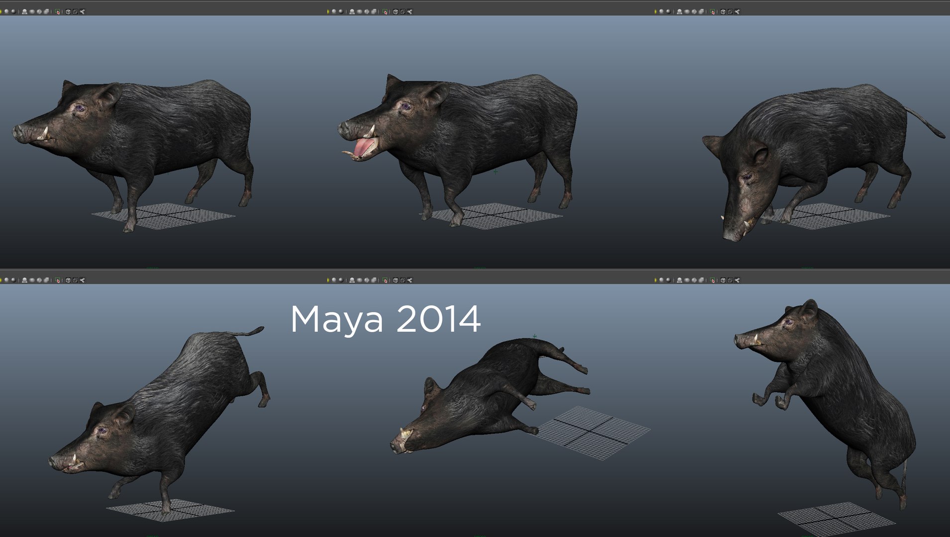 3D Wild Boar Rigged Animation - TurboSquid 1253122