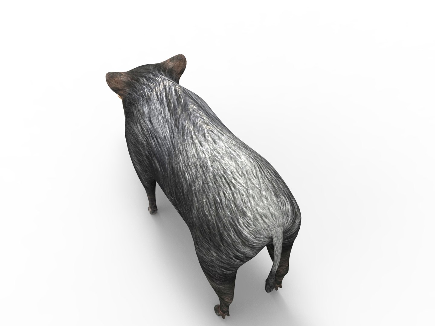3D Wild Boar Rigged Animation - TurboSquid 1253122