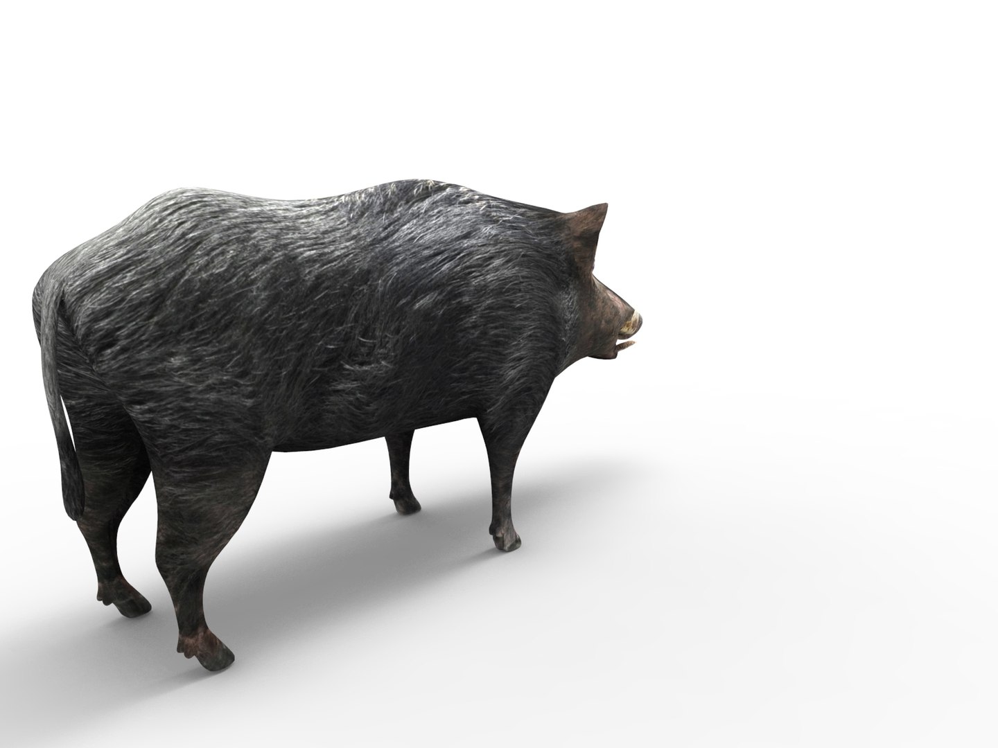 3D Wild Boar Rigged Animation - TurboSquid 1253122