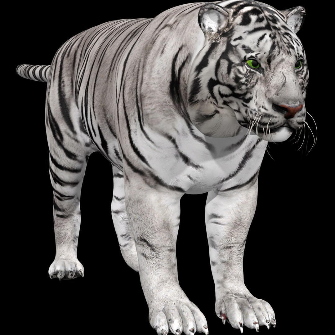 3d white tiger