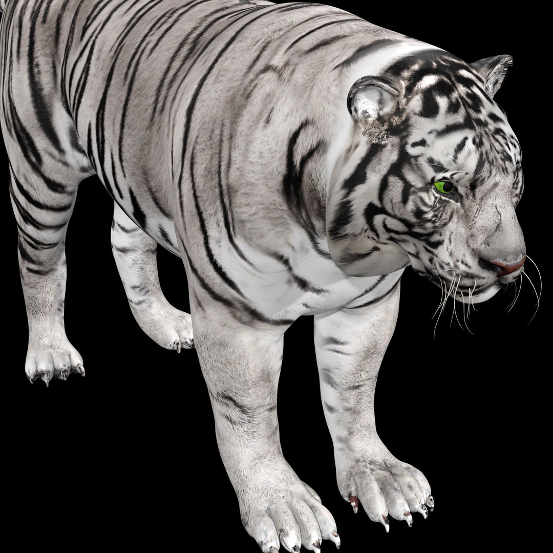 White Tiger Model - TurboSquid 1832184