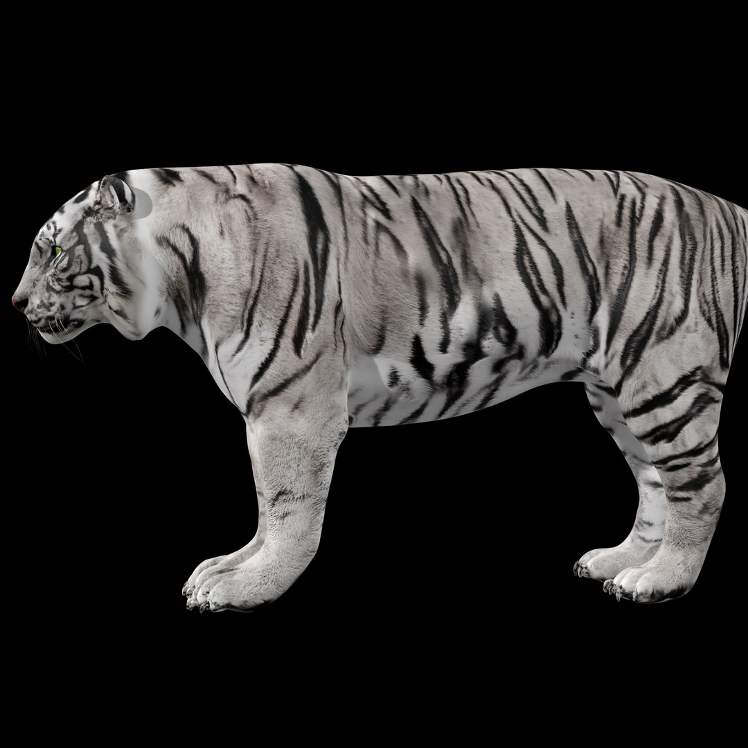 White Tiger Model - TurboSquid 1832184