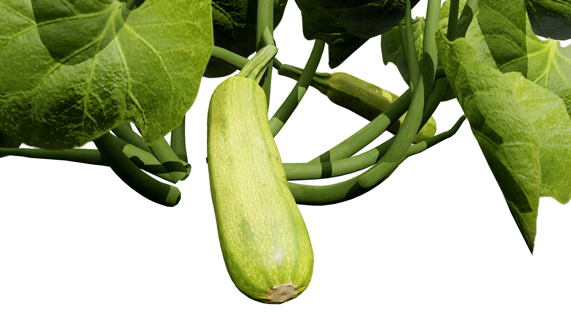 High-Detail Squash Plant 3D - TurboSquid 2357491