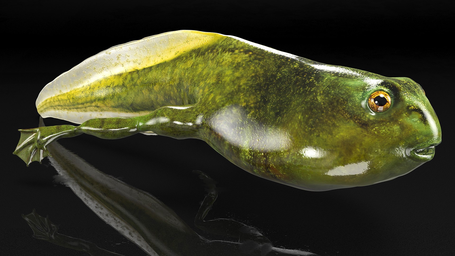 Tadpole With Legs Rigged For Maya 3D Model - TurboSquid 1720988