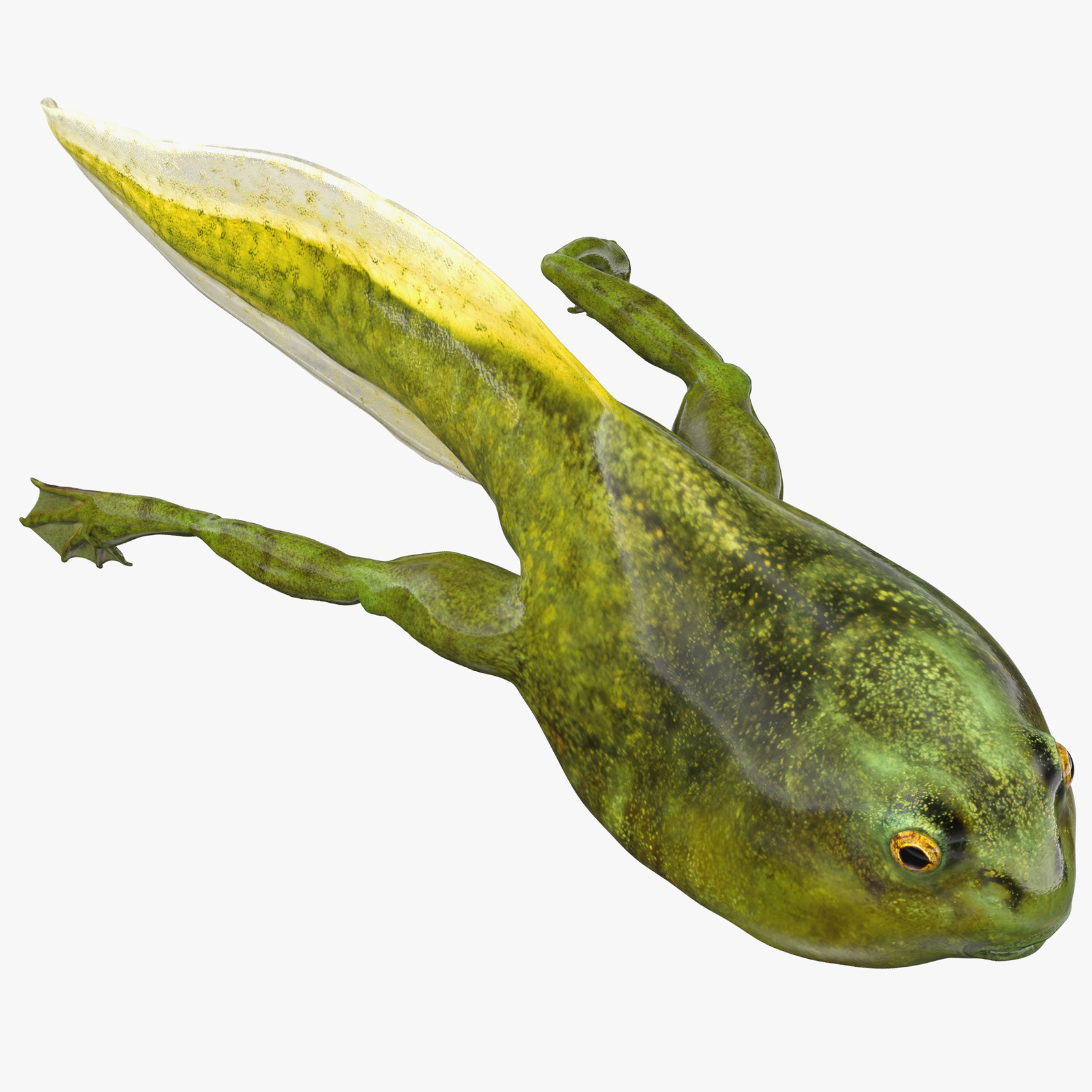 Tadpole with Legs Rigged for Maya 3D model - TurboSquid 1720988