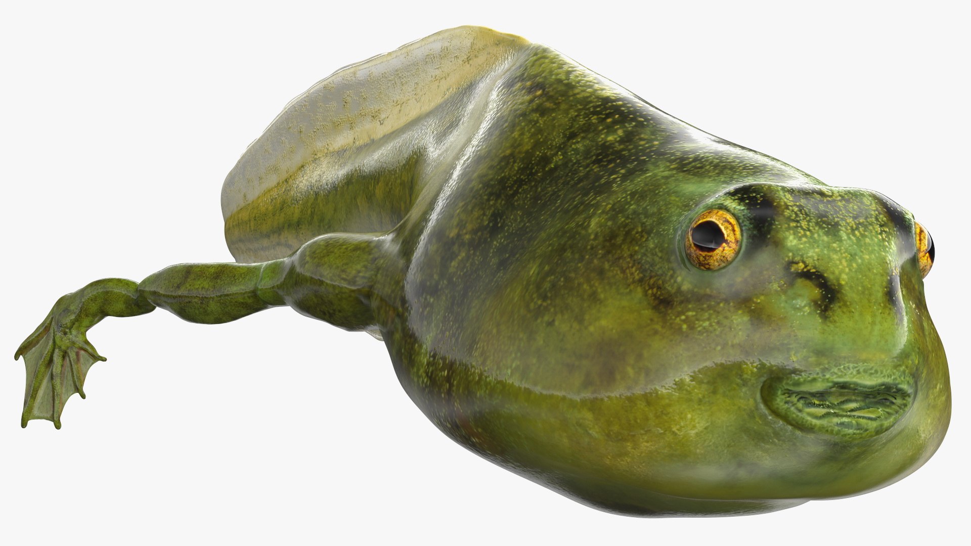 Tadpole With Legs Rigged For Maya 3D Model - TurboSquid 1720988
