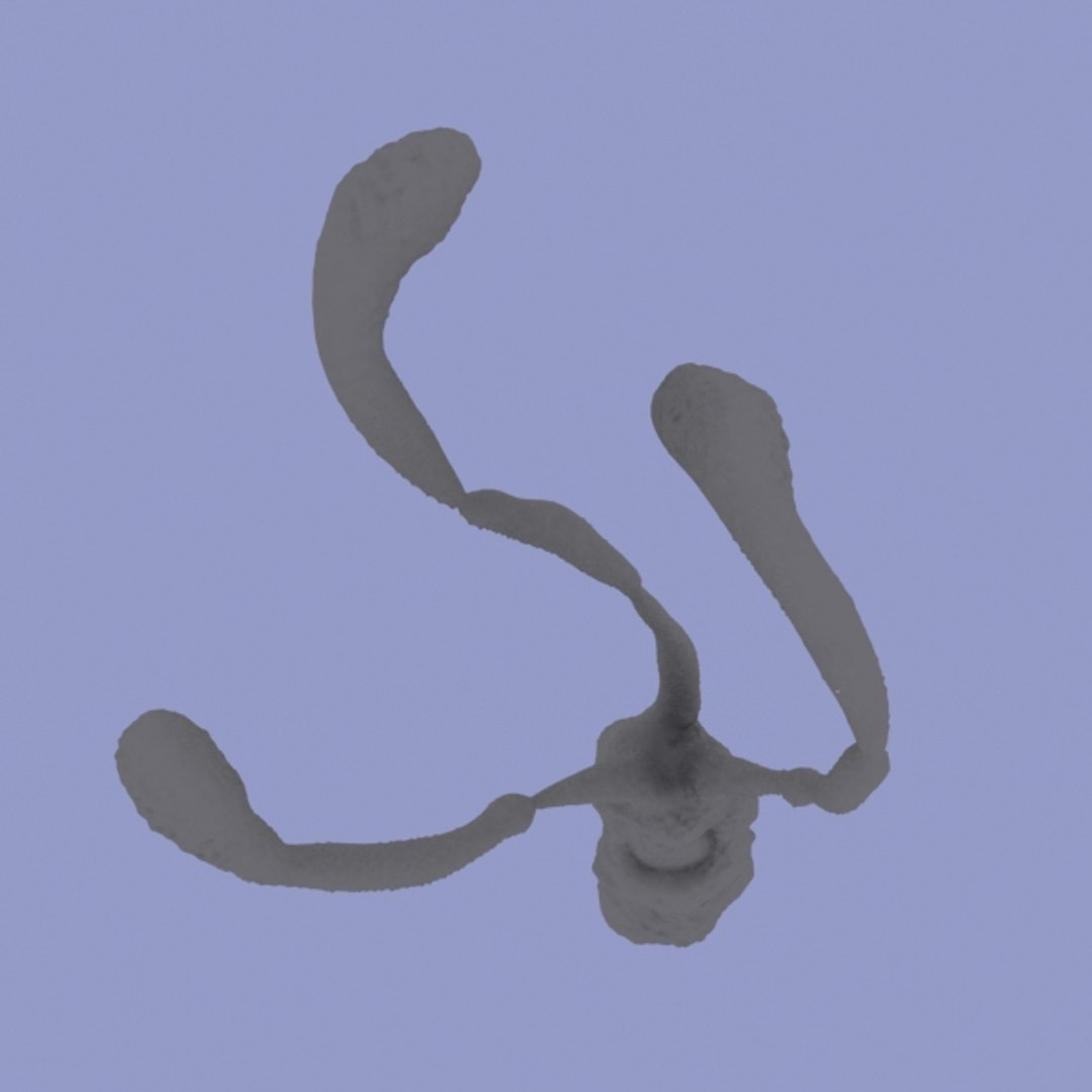 Max Helicobacter Pylori Bacteria