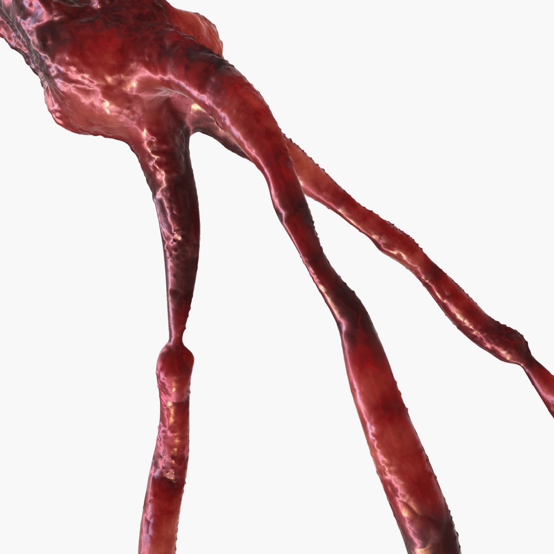 Max Helicobacter Pylori Bacteria