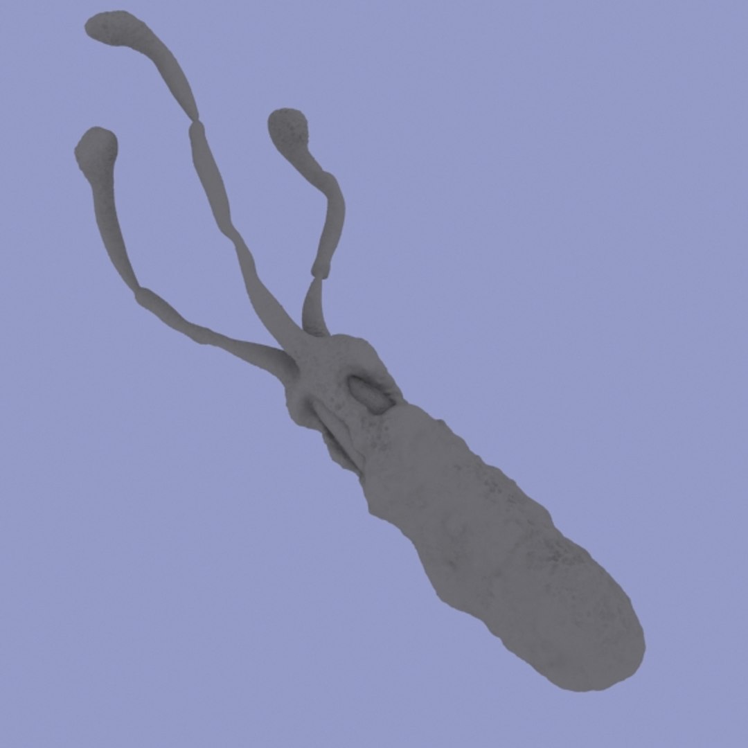 Max Helicobacter Pylori Bacteria