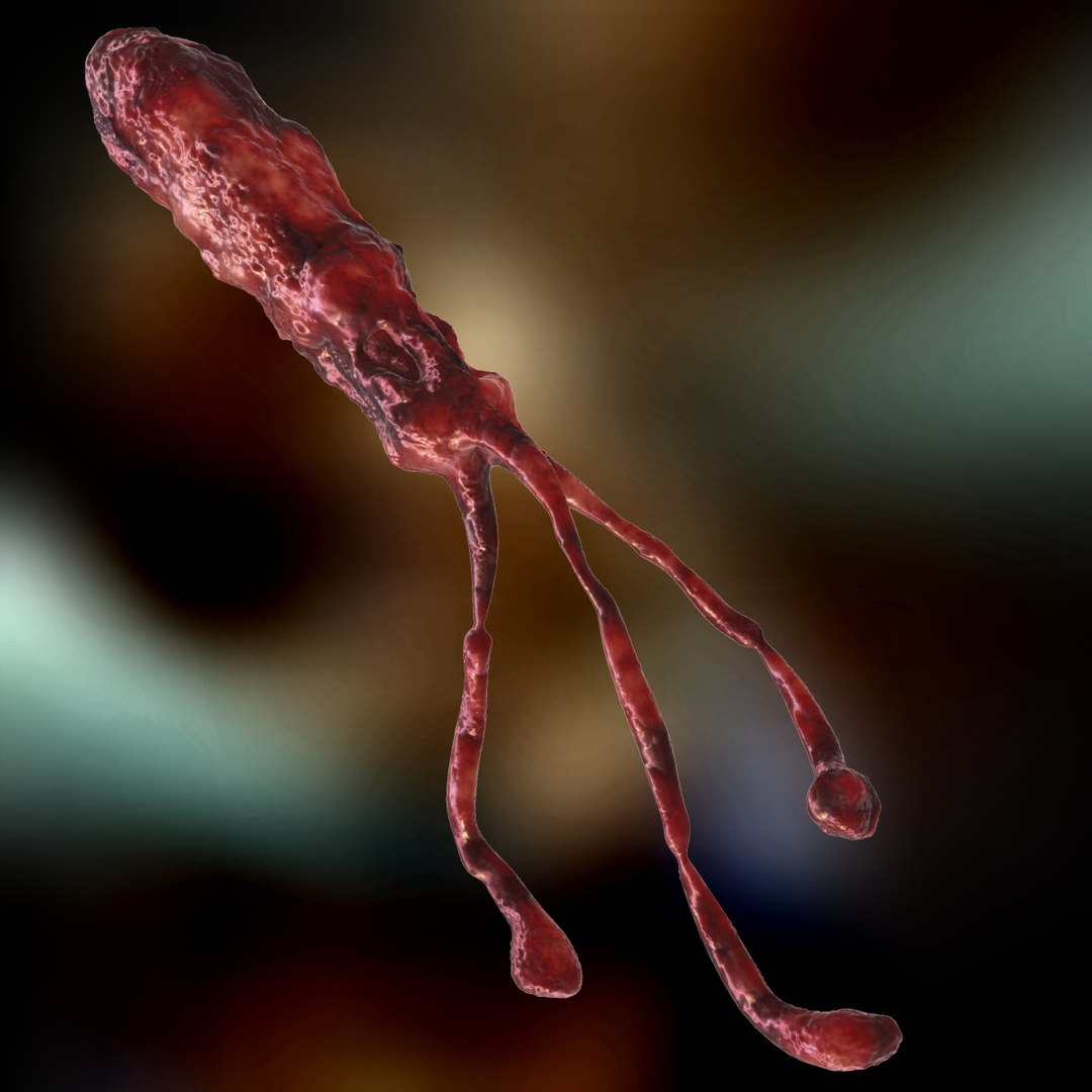 Max Helicobacter Pylori Bacteria