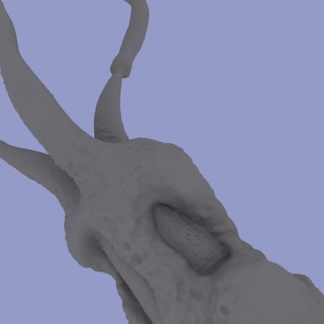 Max Helicobacter Pylori Bacteria