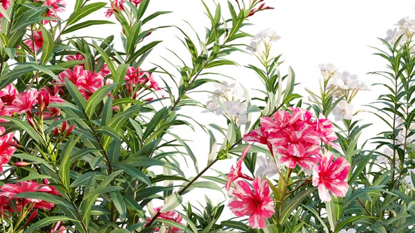 3D Oleander Models | TurboSquid