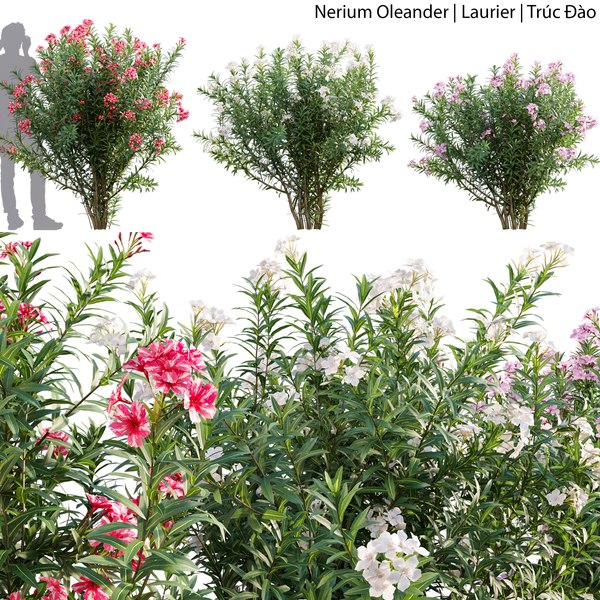 3D Oleander Models | TurboSquid