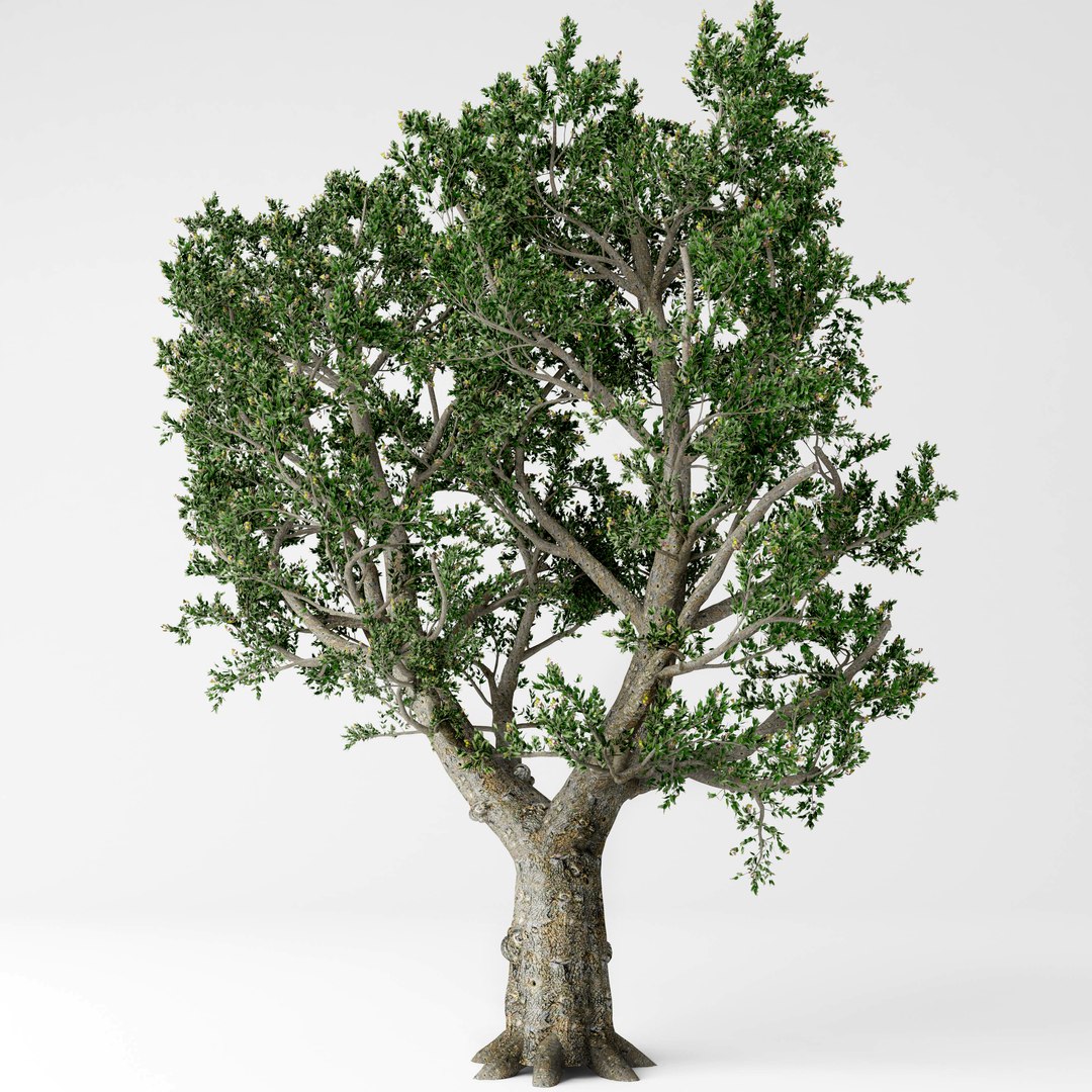 Olive Tree 3D Model - TurboSquid 1405636