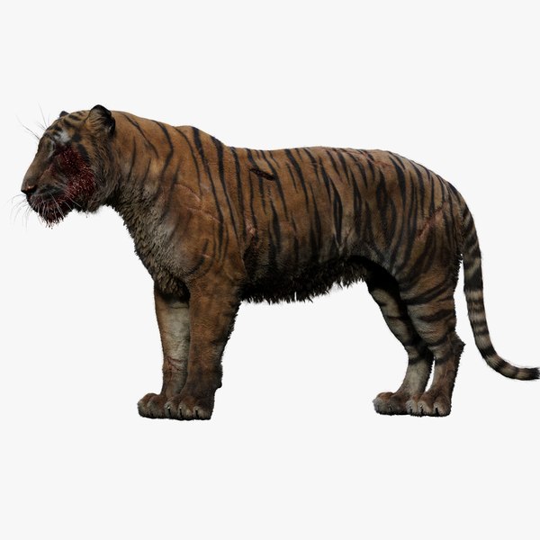 Tiger 3D Models for Download | TurboSquid