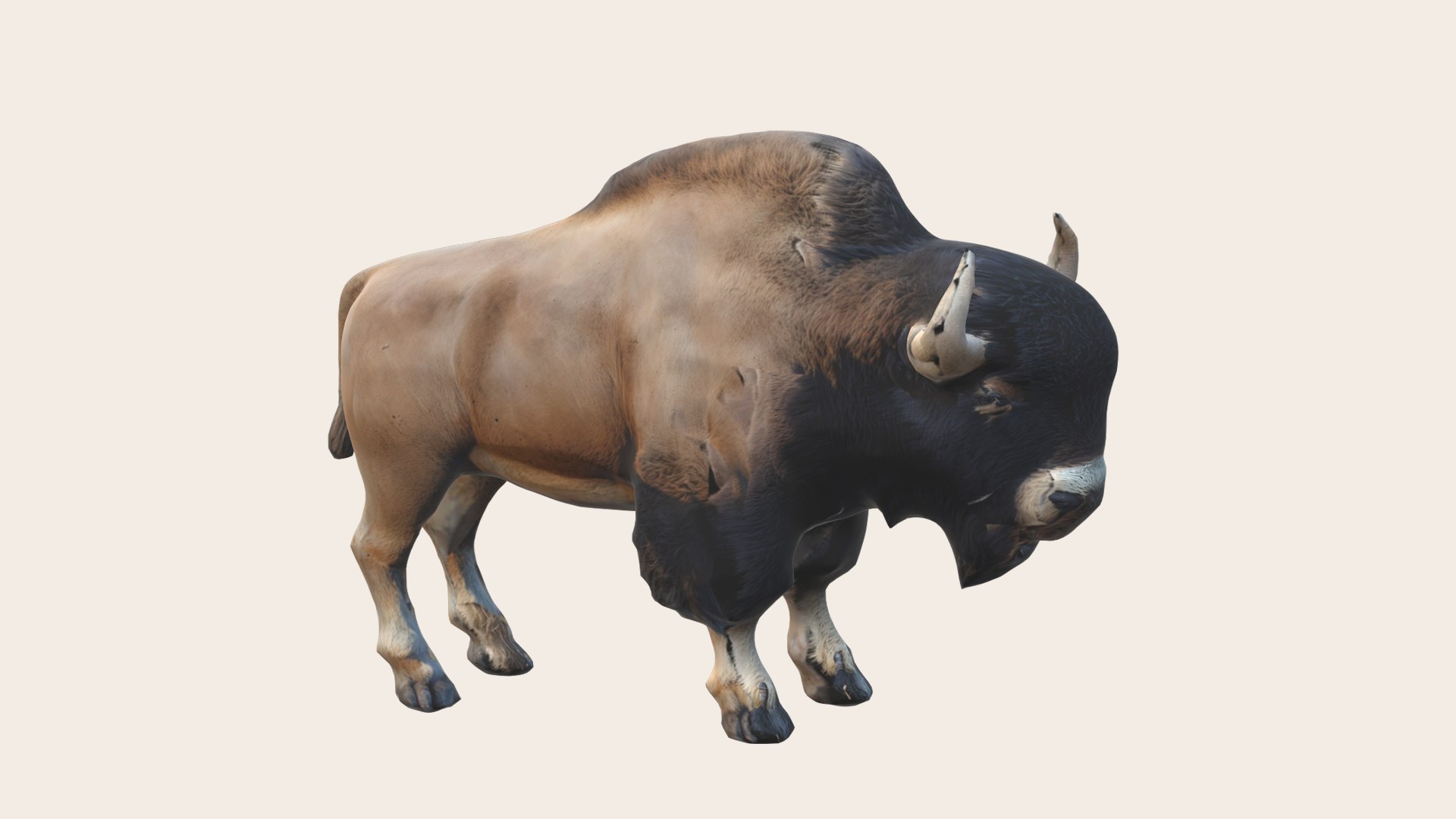 3D Model Bison - TurboSquid 2231890