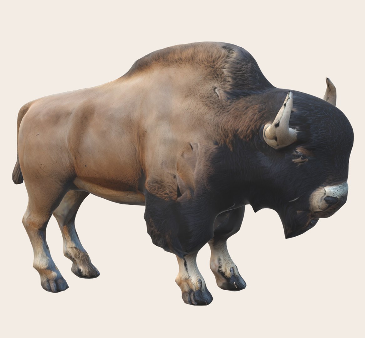 3D Model Bison - TurboSquid 2231890