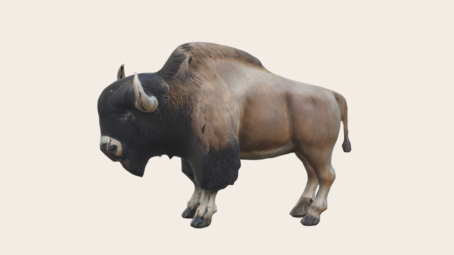 3D Model Bison - TurboSquid 2231890