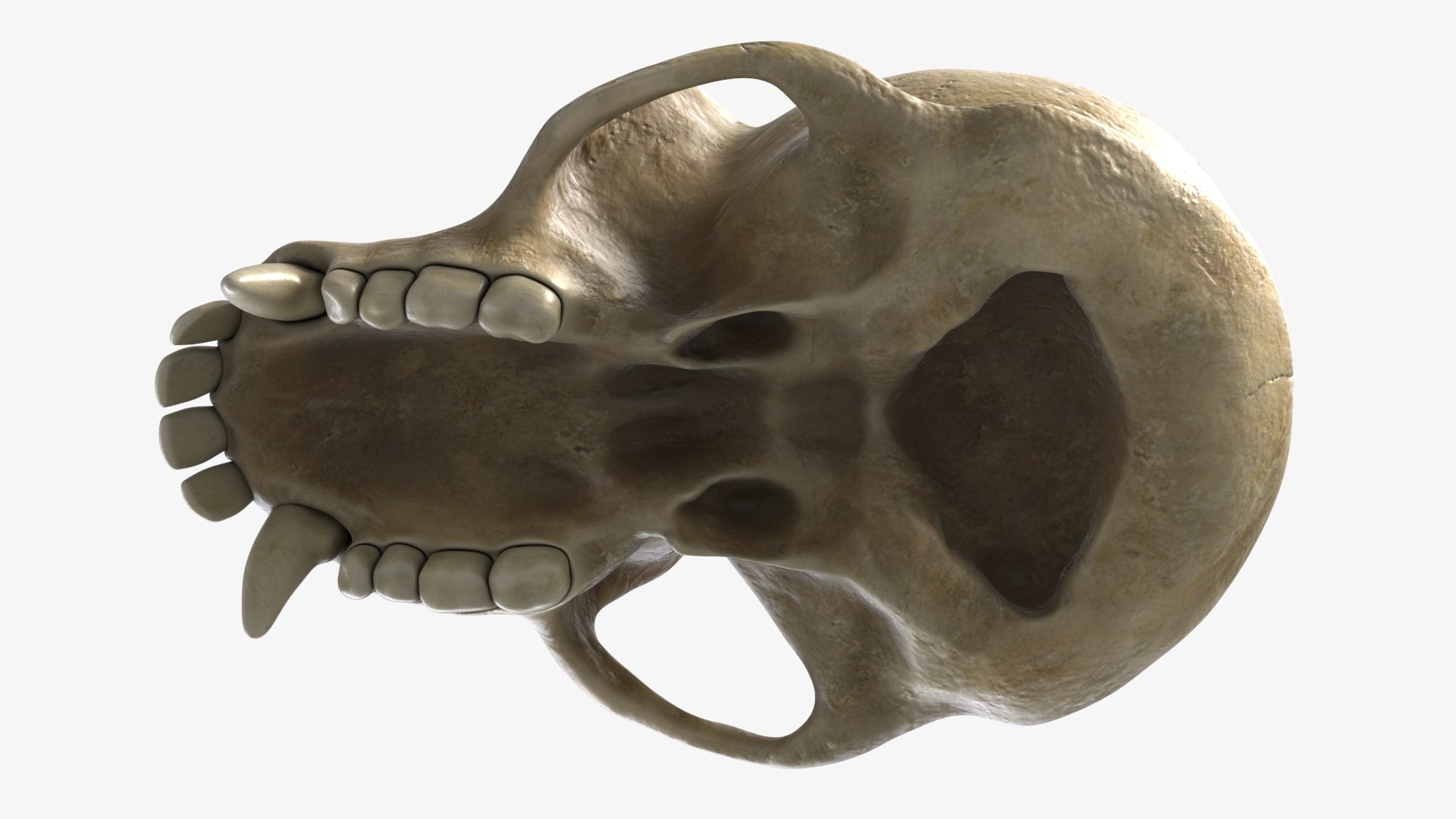 3d Monkey Skull Subdivision 2