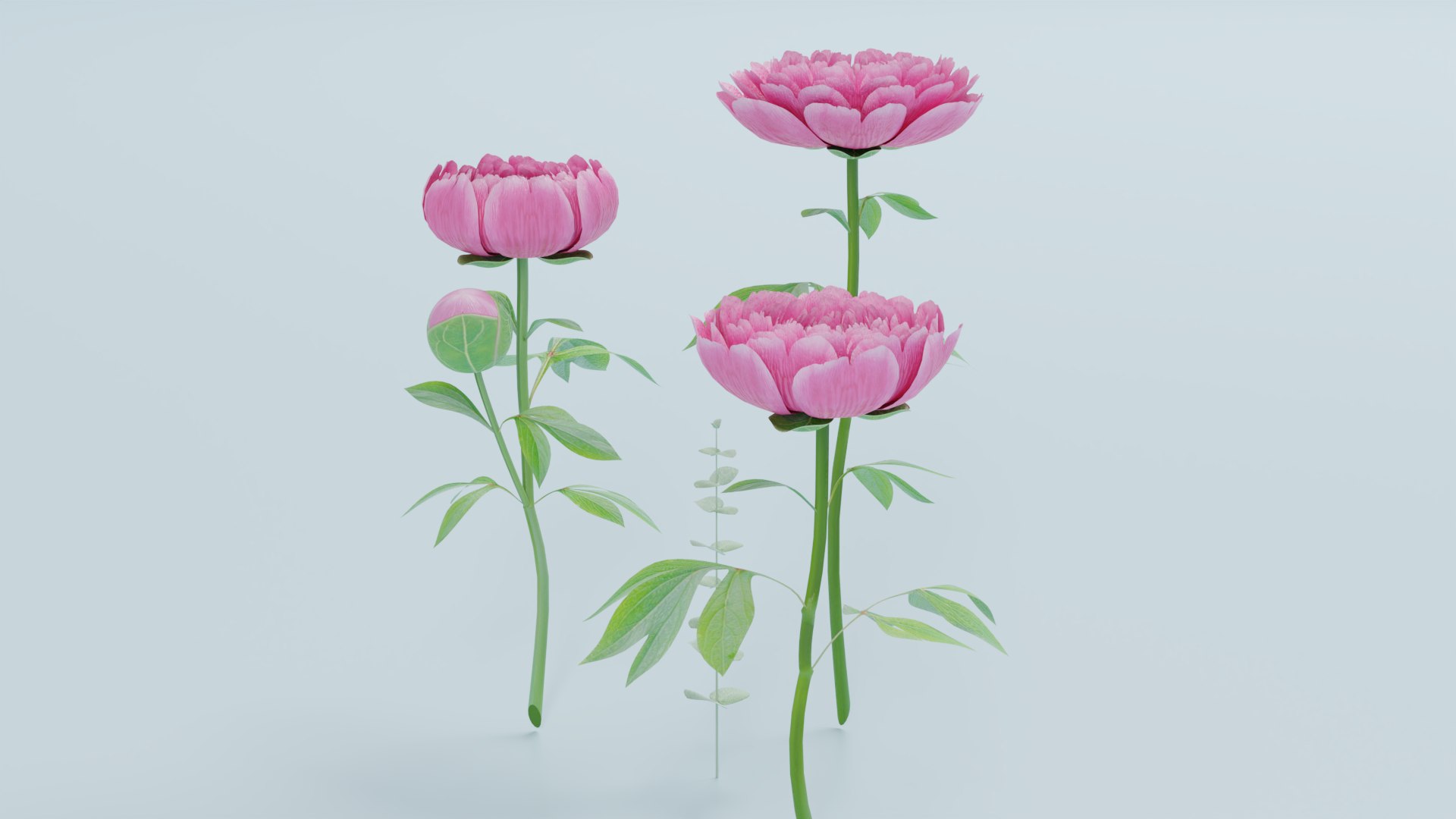 Peony 3D Model - TurboSquid 1924512