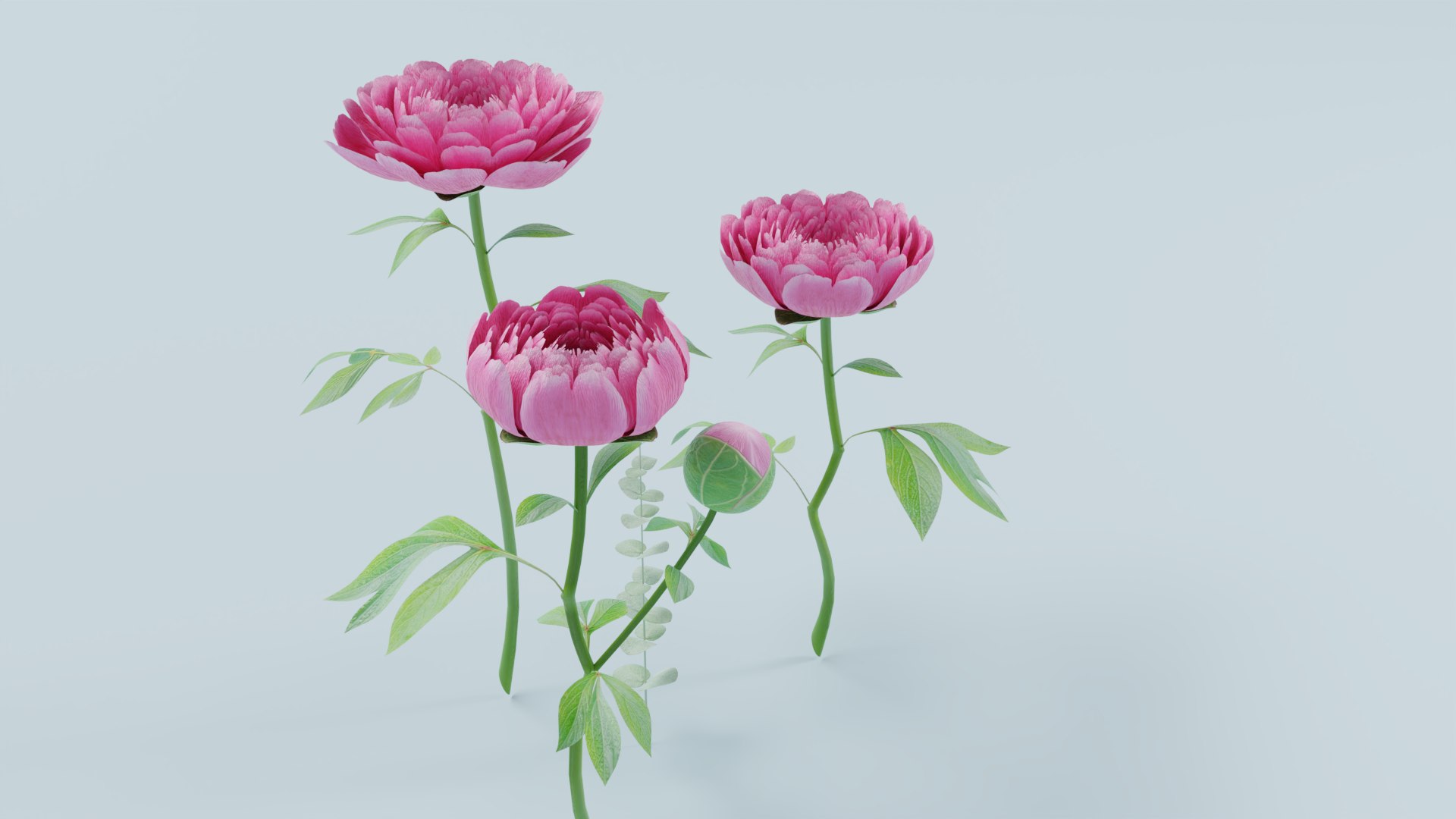 Peony 3D Model - TurboSquid 1924512