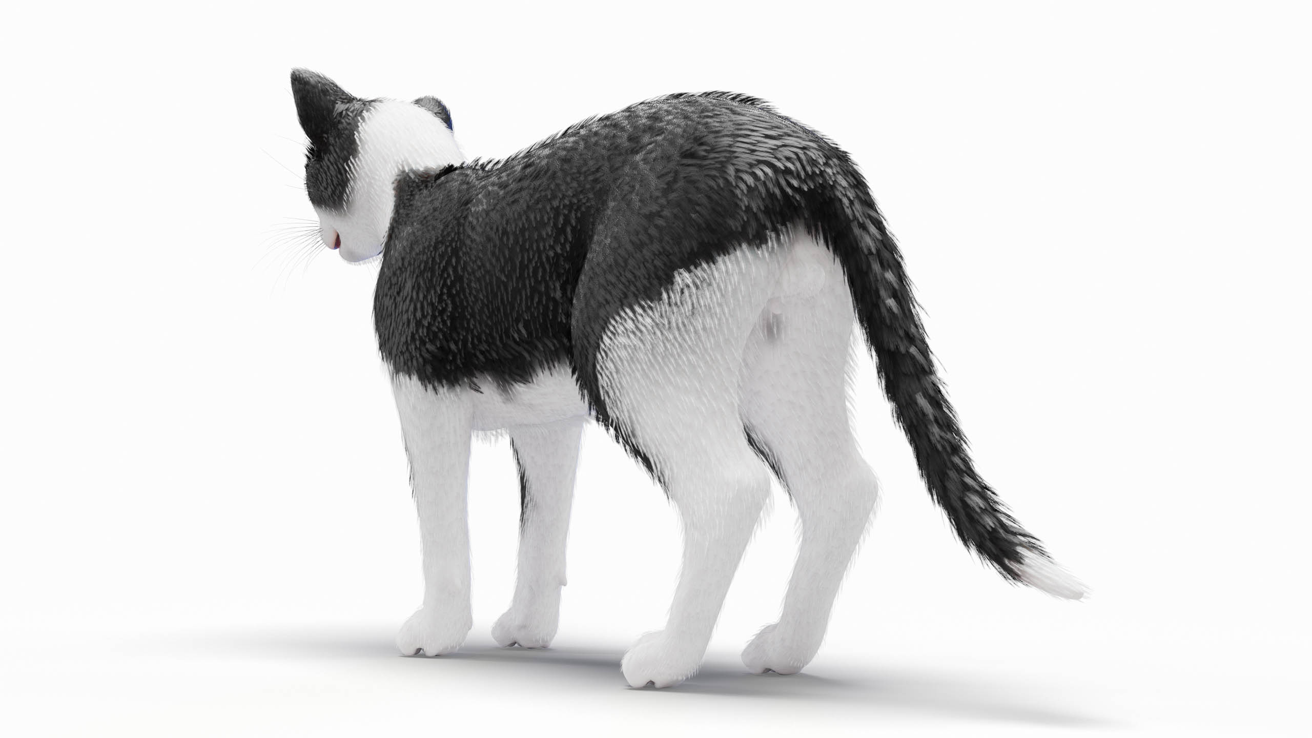 modelo 3d Anatomía masculina completa del gato estática - TurboSquid ...