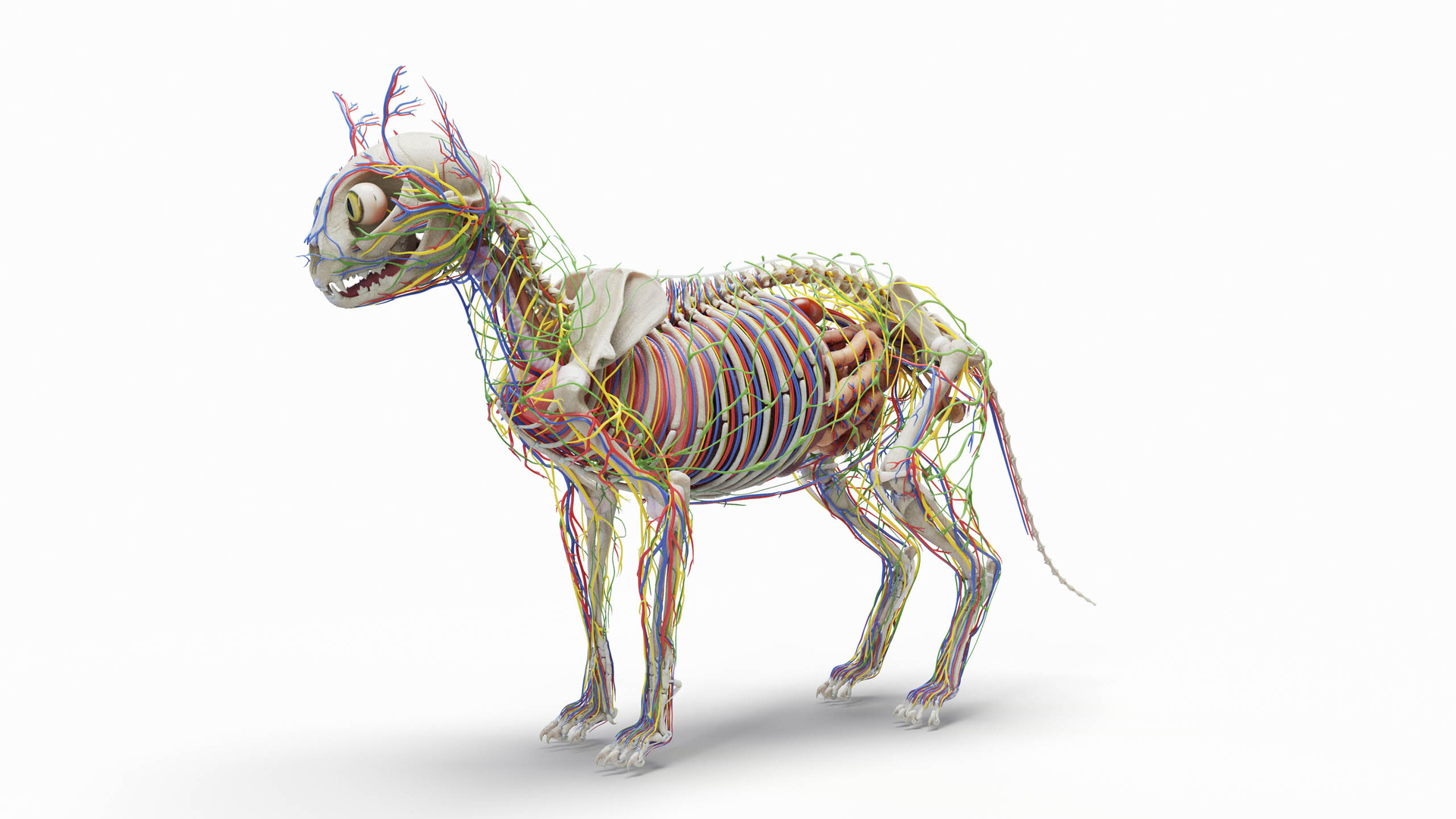 modelo 3d Anatomía masculina completa del gato estática - TurboSquid ...