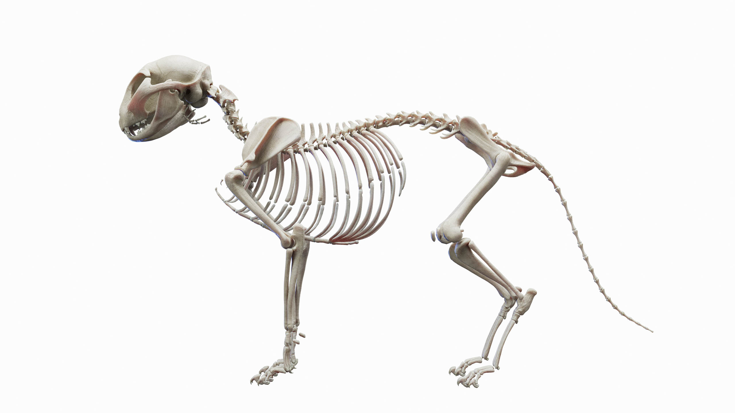 modelo 3d Anatomía masculina completa del gato estática - TurboSquid ...