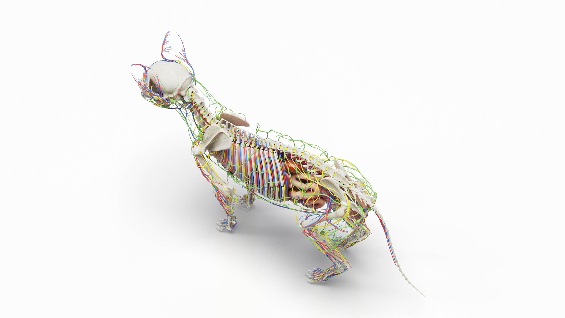 modelo 3d Anatomía masculina completa del gato estática - TurboSquid ...