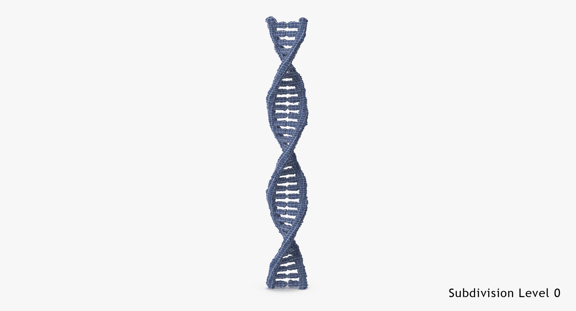 3d Model Dna
