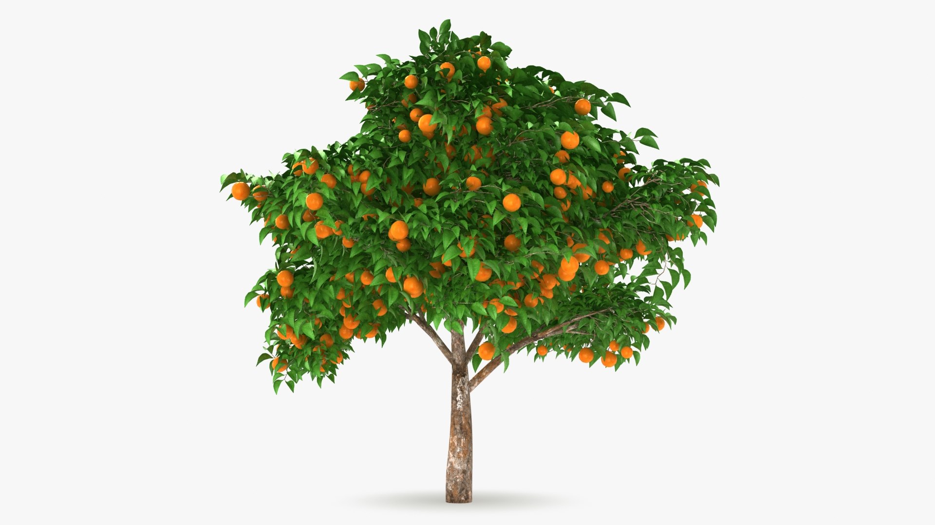 Orange Tree 3D Model - TurboSquid 1976585