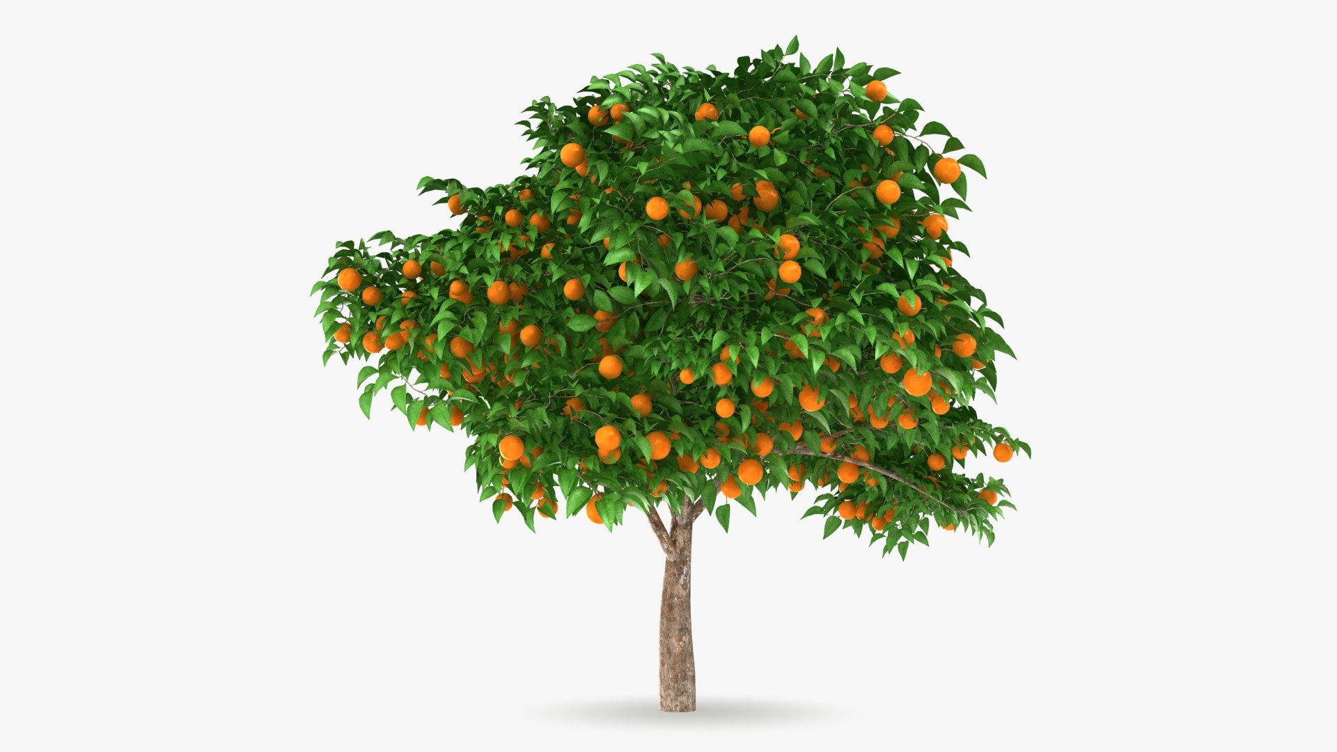 Orange Tree 3D Model - TurboSquid 1976585