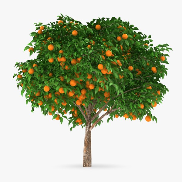 Orange Tree 3D Models for Download | TurboSquid
