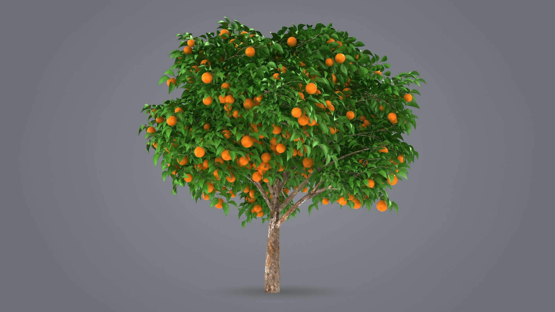 Orange Tree 3D model - TurboSquid 1976585