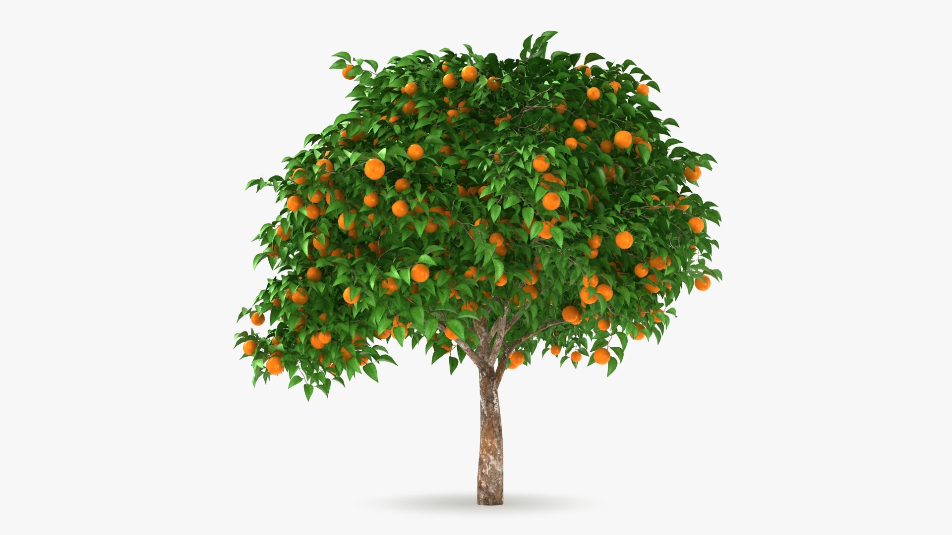 Orange Tree 3D Model - TurboSquid 1976585
