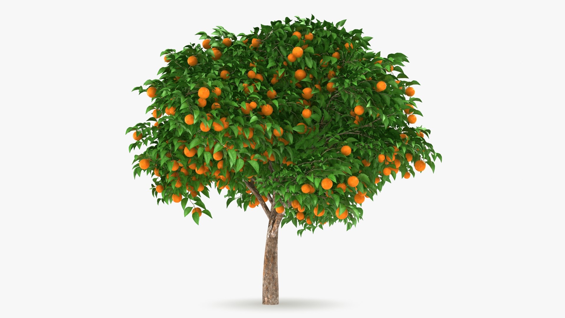 Orange Tree 3D Model - TurboSquid 1976585