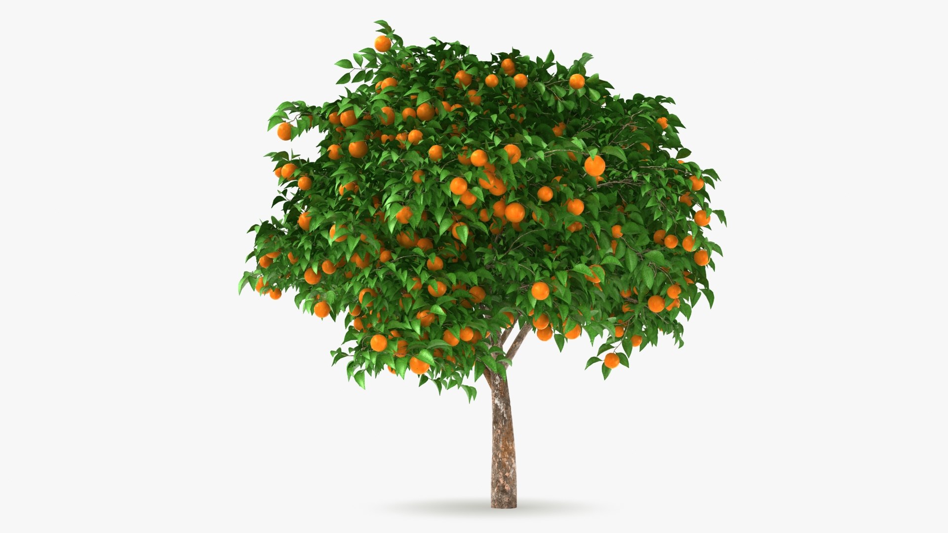 Orange Tree 3D Model - TurboSquid 1976585